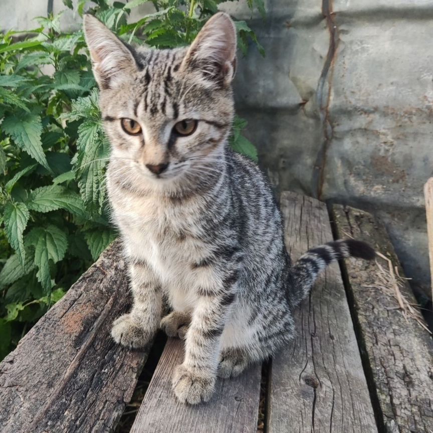 Котята
