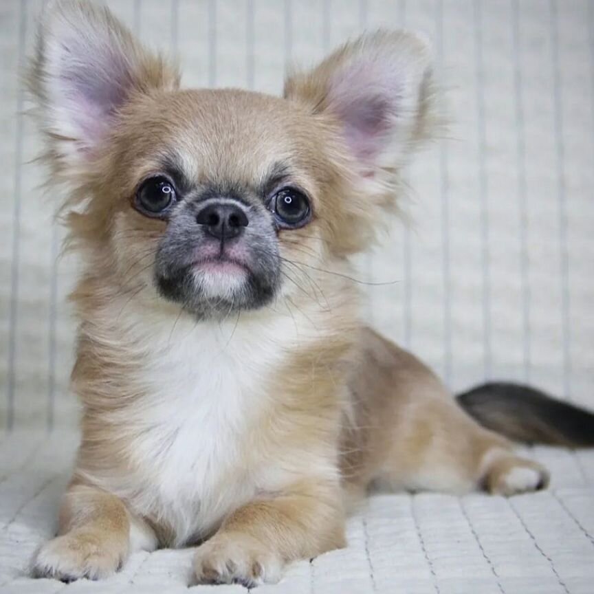 Чихуахуа мини мальчик