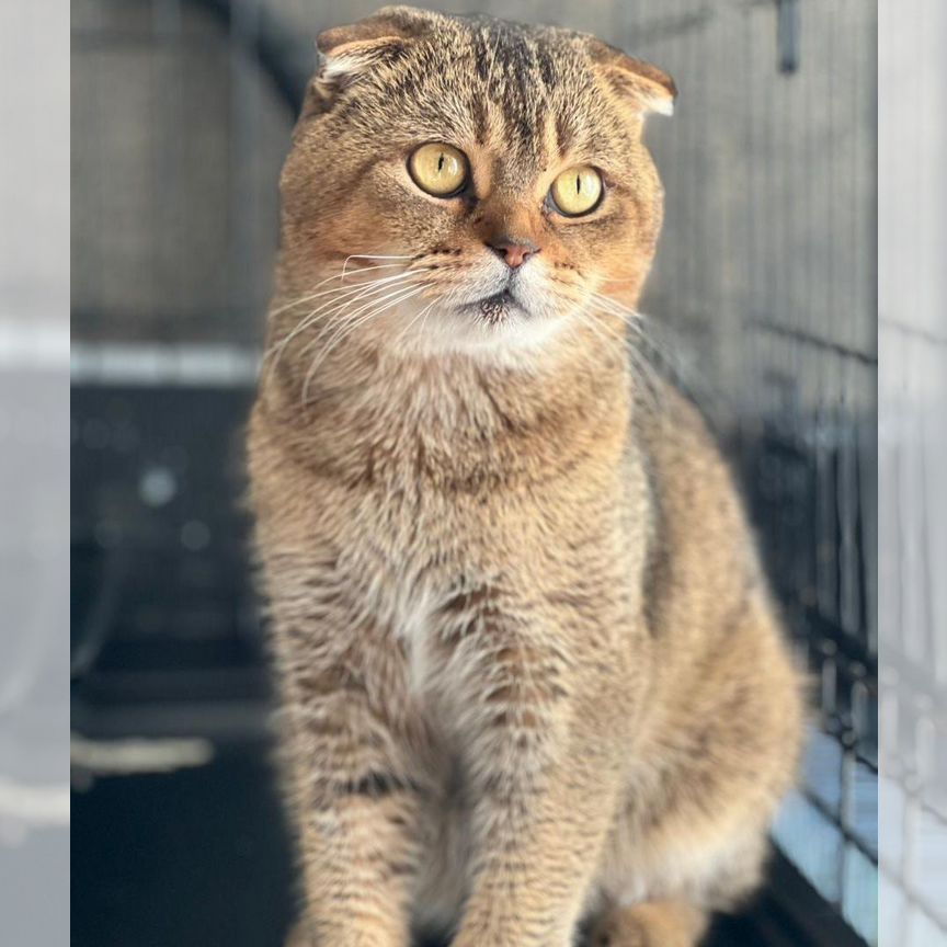 Шотландский вислоухий кот в добрые руки