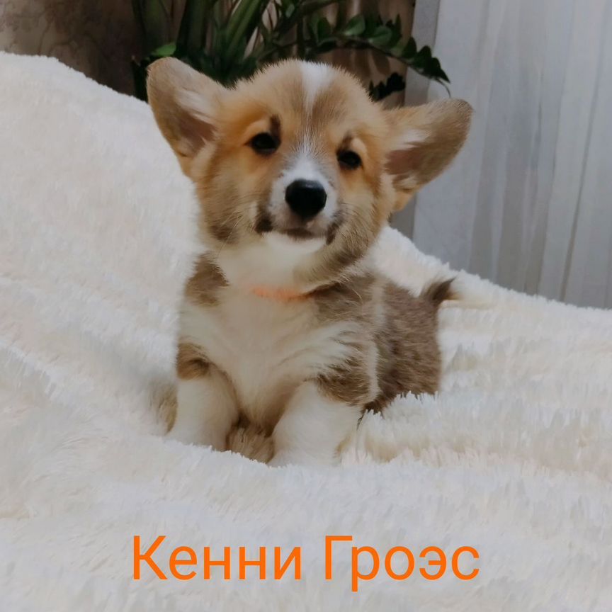 Щенки вельш-корги пемброк.Мальчик. Докумкнты РКФ