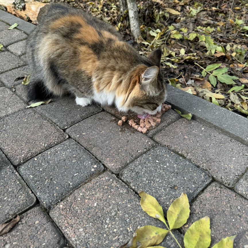 Найденные коты