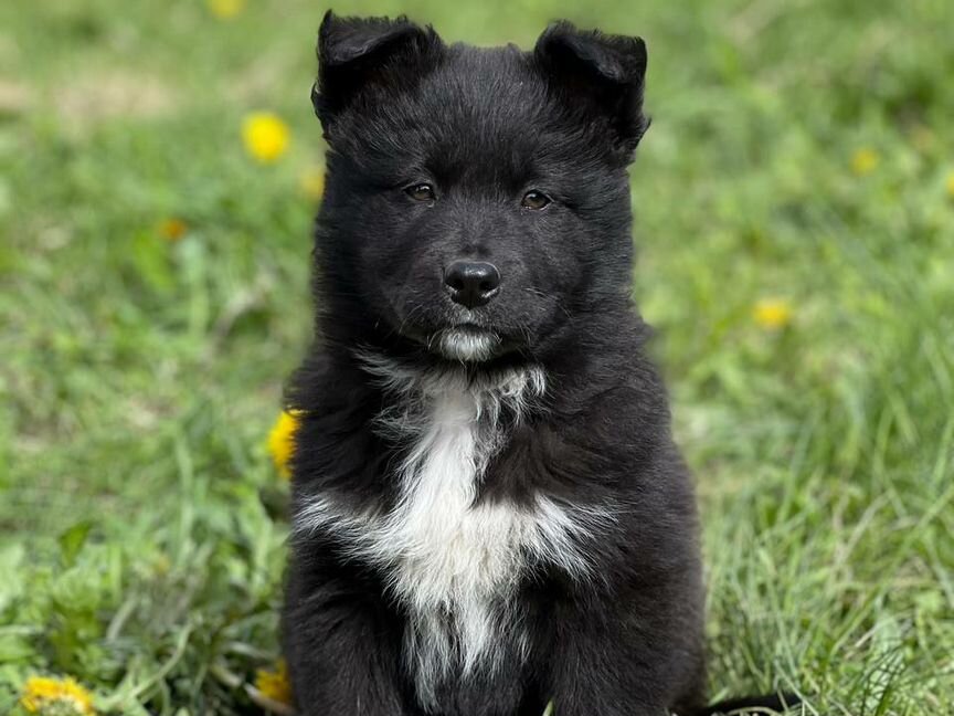 Щенки в дар