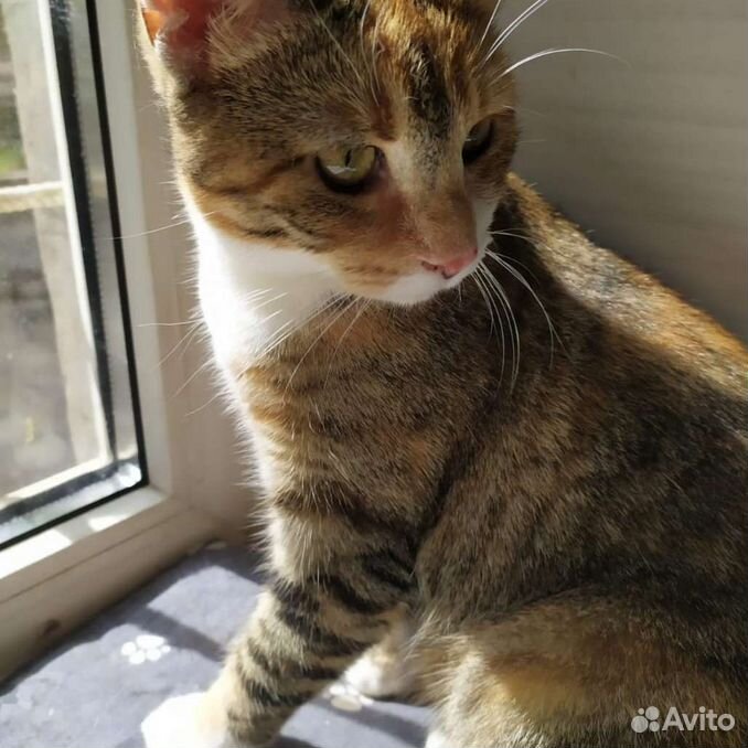 Кошка Анфиса с хорошие руки