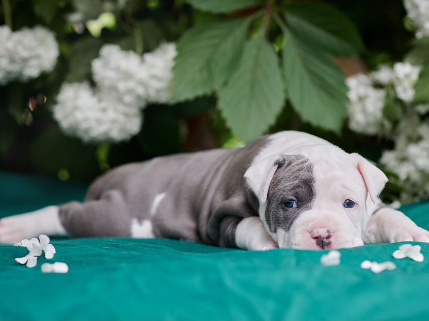 Щеночки стаффики