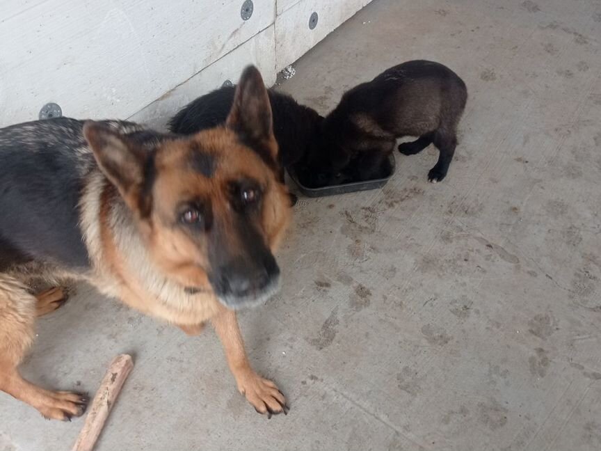 Щенки бесплатно