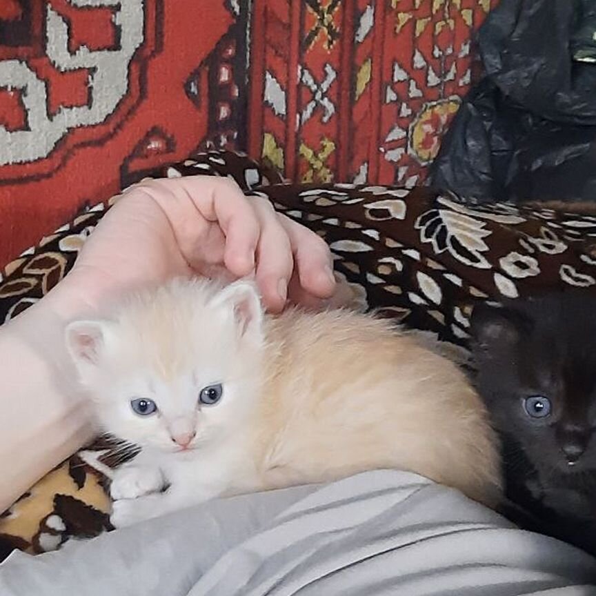 Британский короткошёрстный котёнок