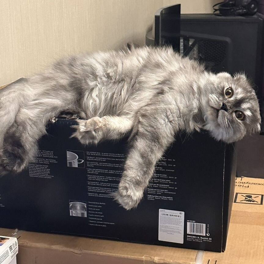 Отдам в добрые руки котика. Шатланский