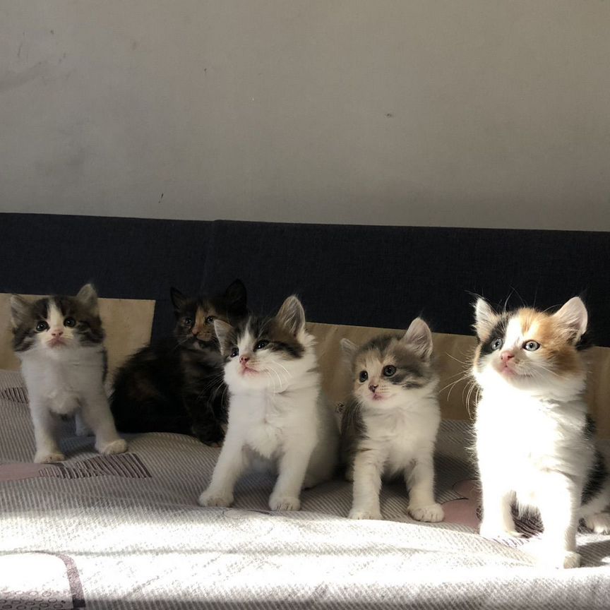 Котята Богатки