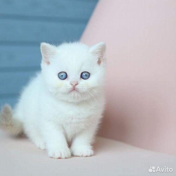 Британский сладкий мальчик Jobbi
