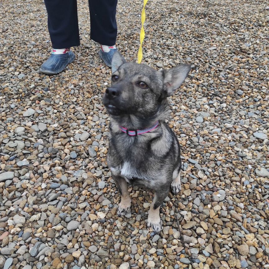 Маленькая собачка в добрые руки