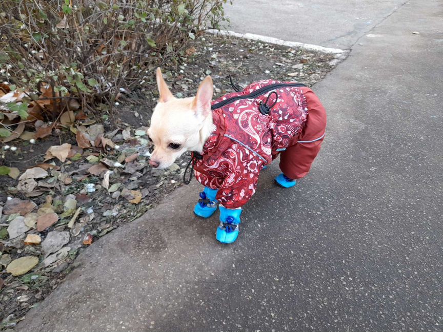 Комбинезон для маленькой собачки