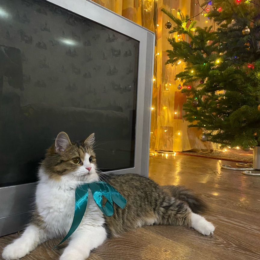 Кошка
