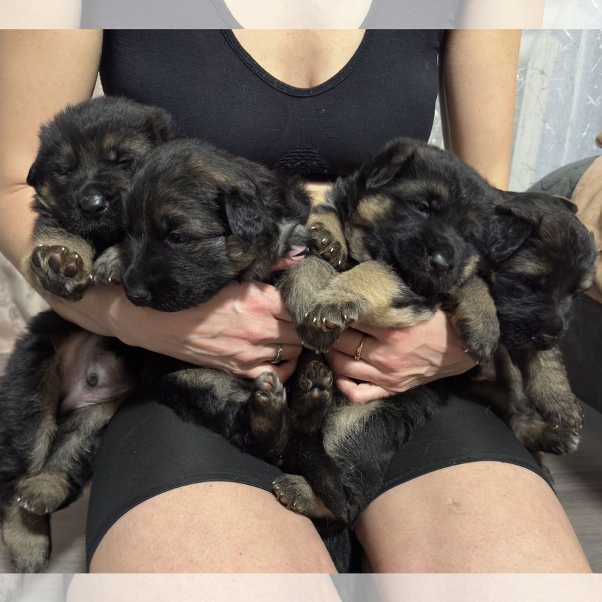 Немецкая овчарка, щенок