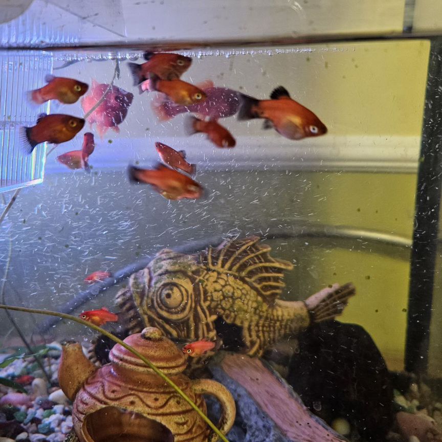 Рыбки Пецилии