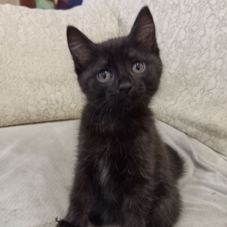 Котенок