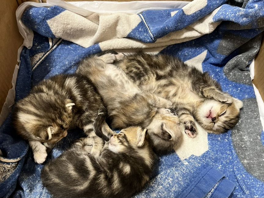 Шотландские прямоухие котята