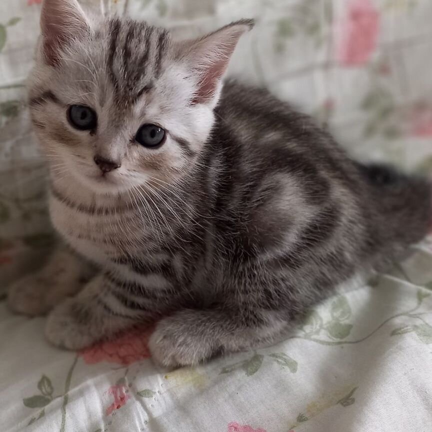 Британские котята