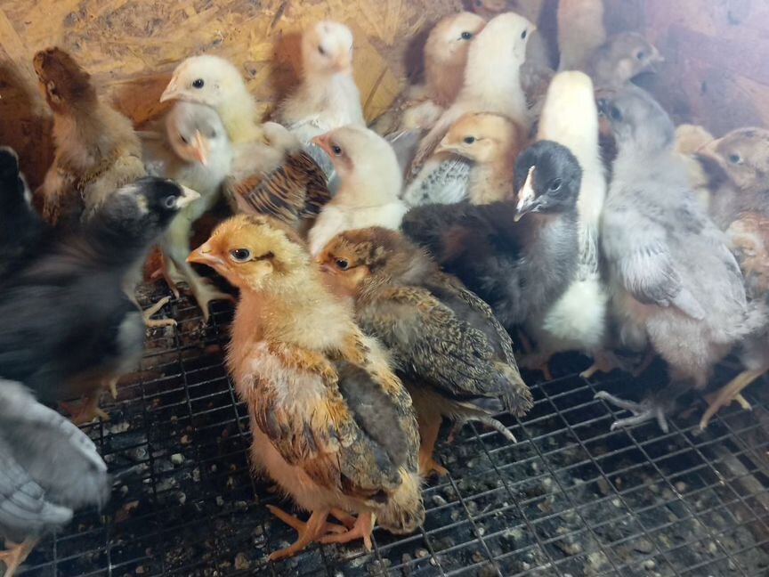 Цыплята несушки 2 недели