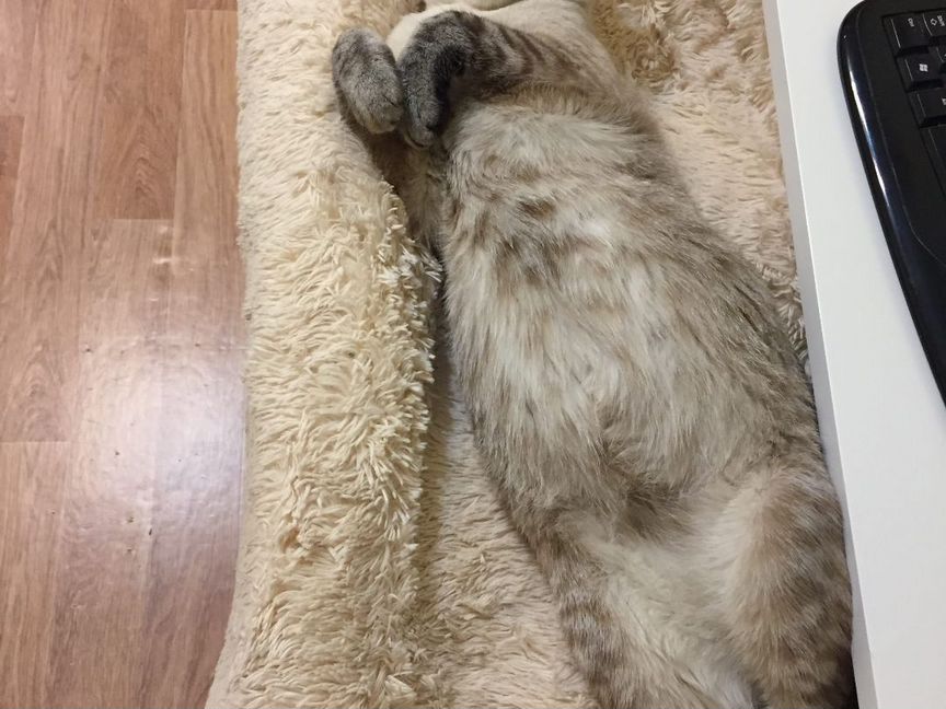 Тайский кот. Отдадим