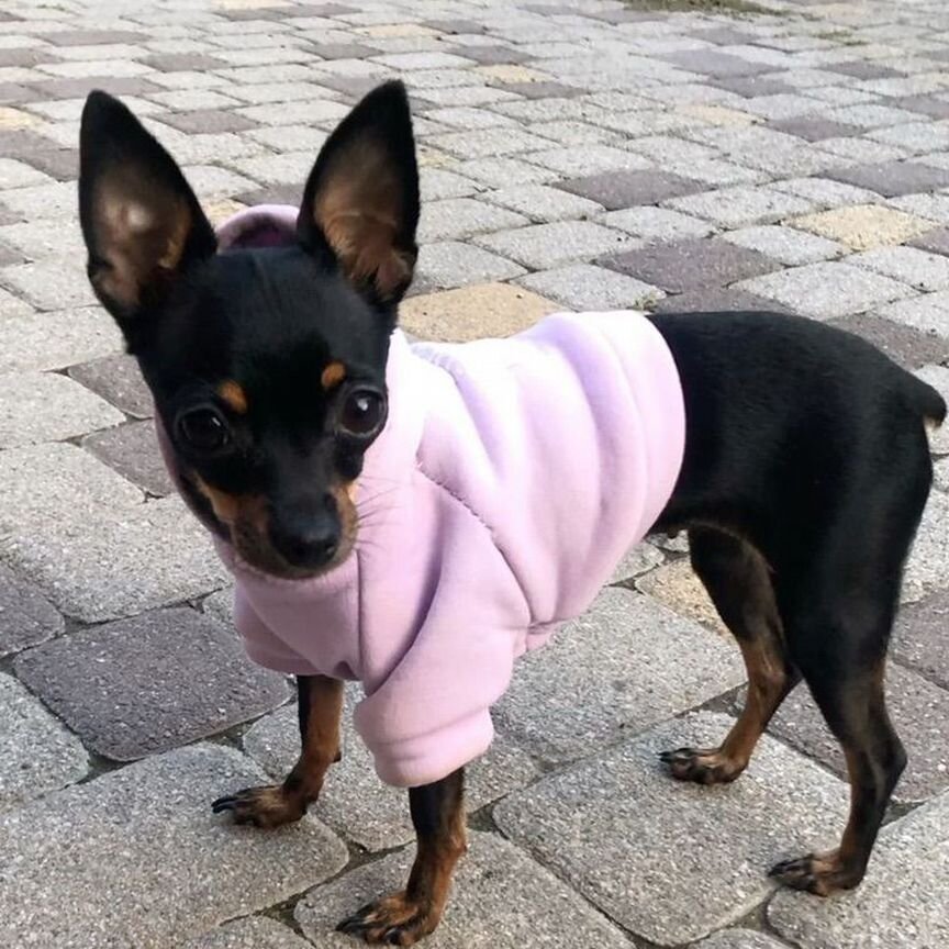 Русский той-терьер, взрослая собака