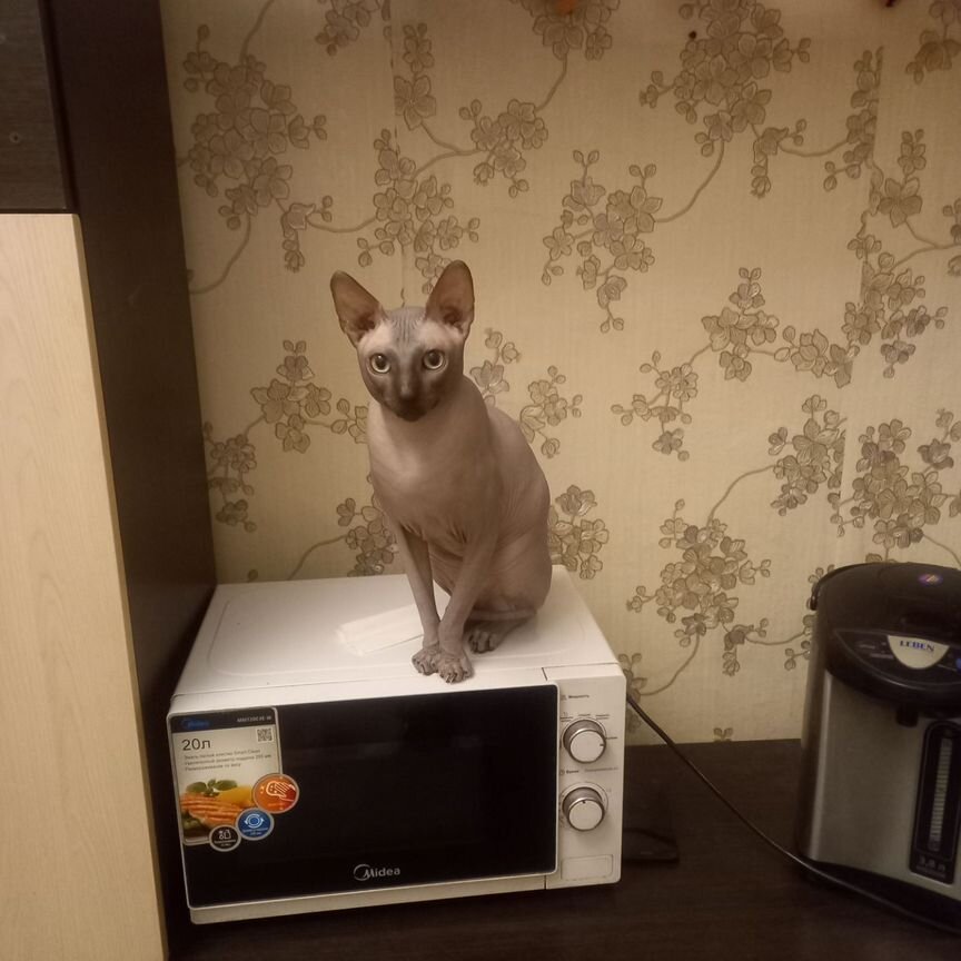 Продам кота сфинкса