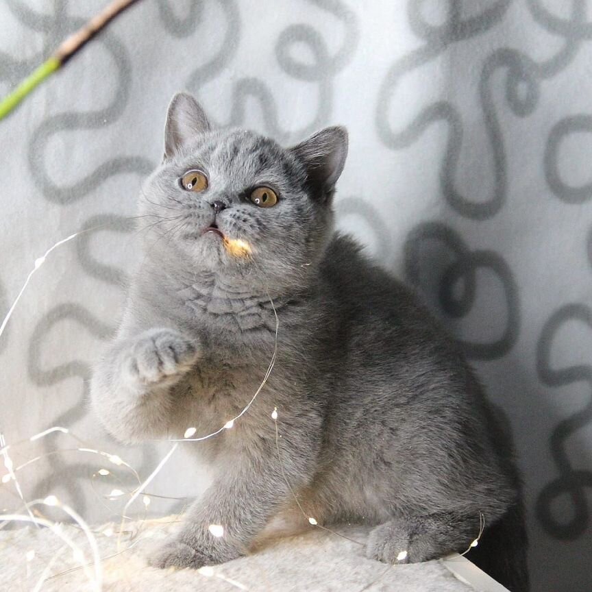 Британские котята