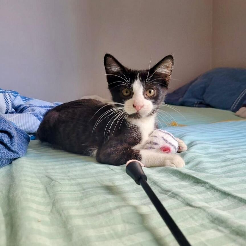 Котята в добрые руки бесплатно