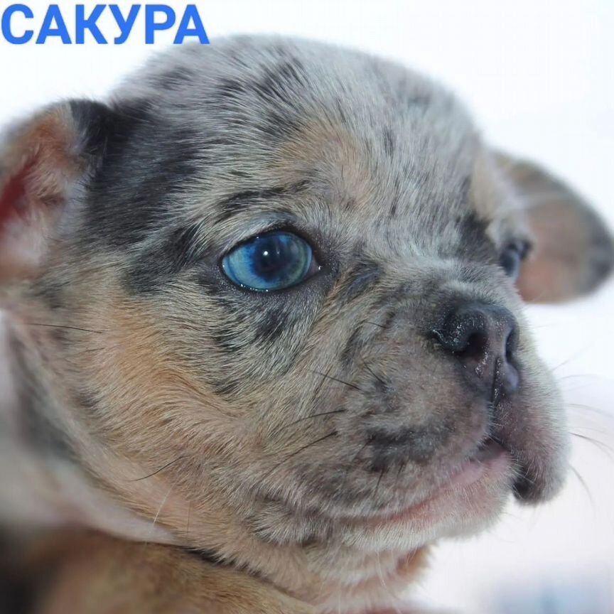 Французский бульдог, щенок