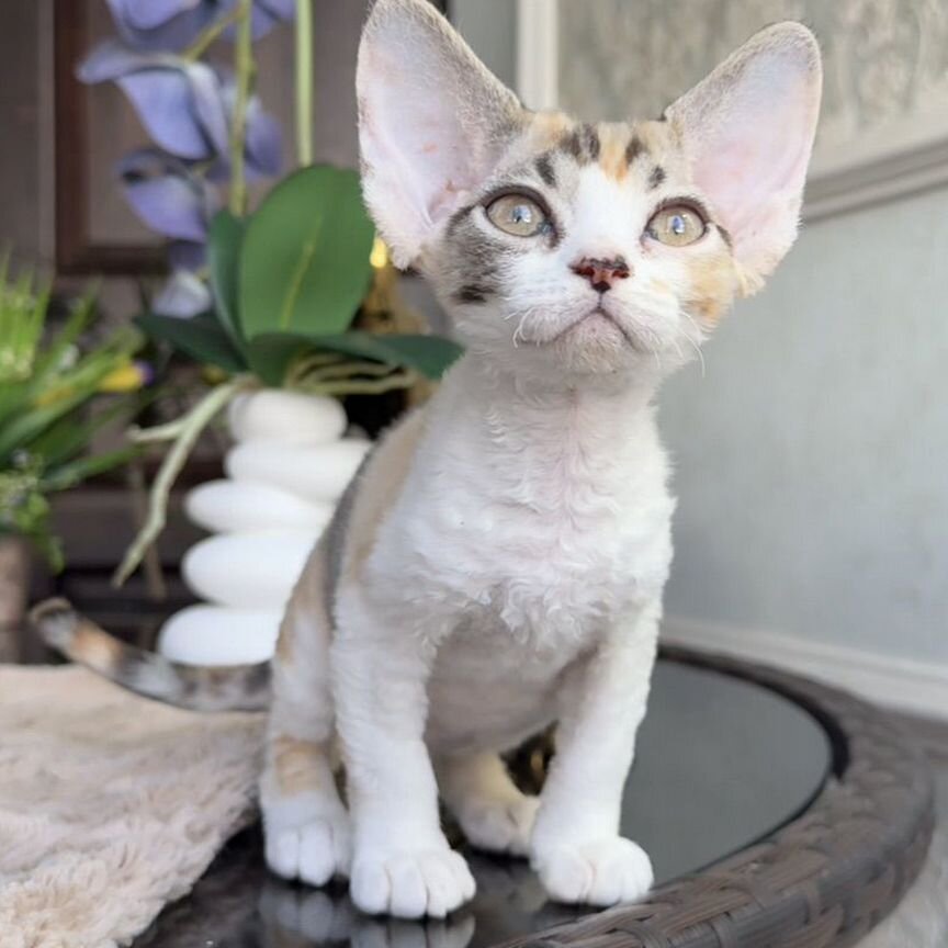 Девон-рекс котёнок