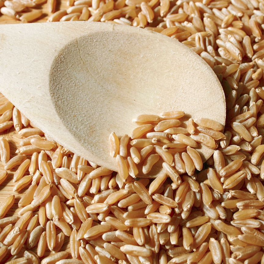 Пшеница твёрдая