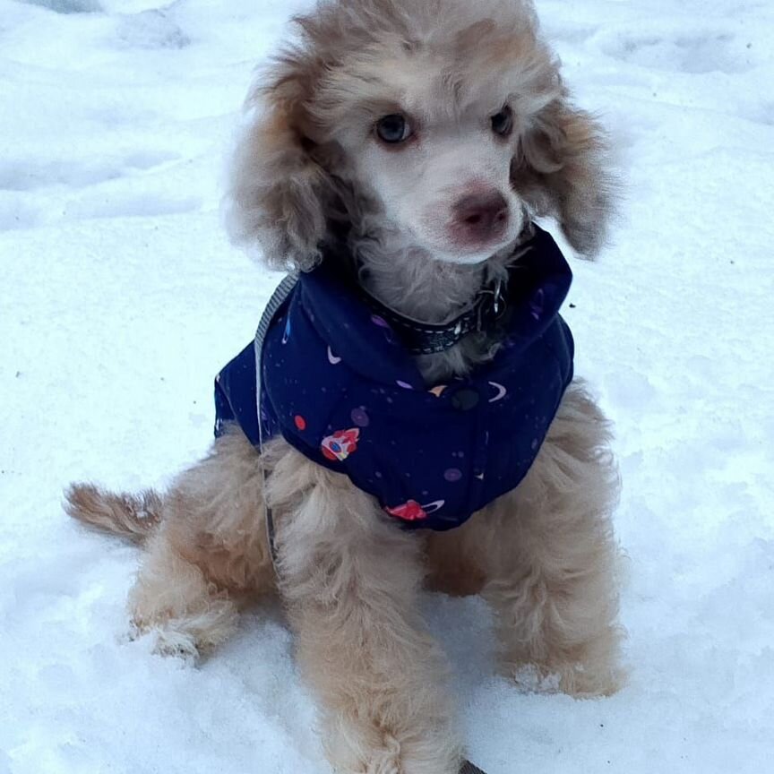 Той-пудель мерле