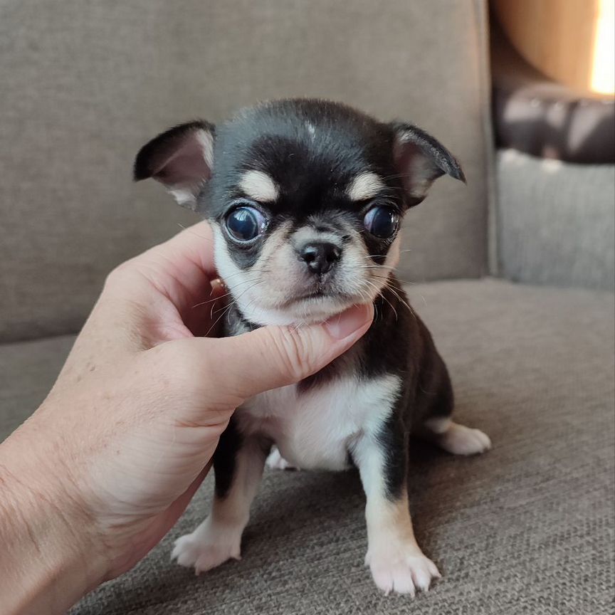 Миниатюрная красотка