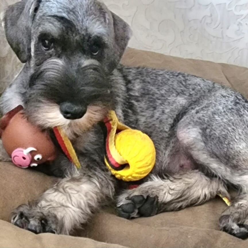 Миттельшнауцер щенки