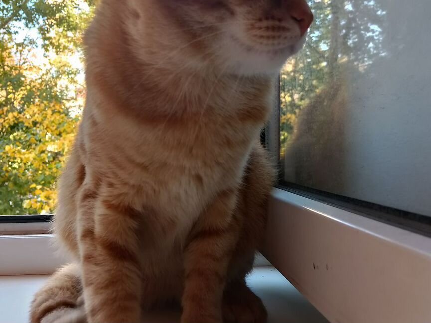 Кошка в дар