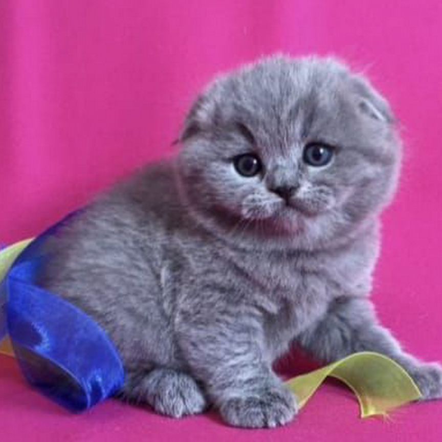 Шотландские плюшечки