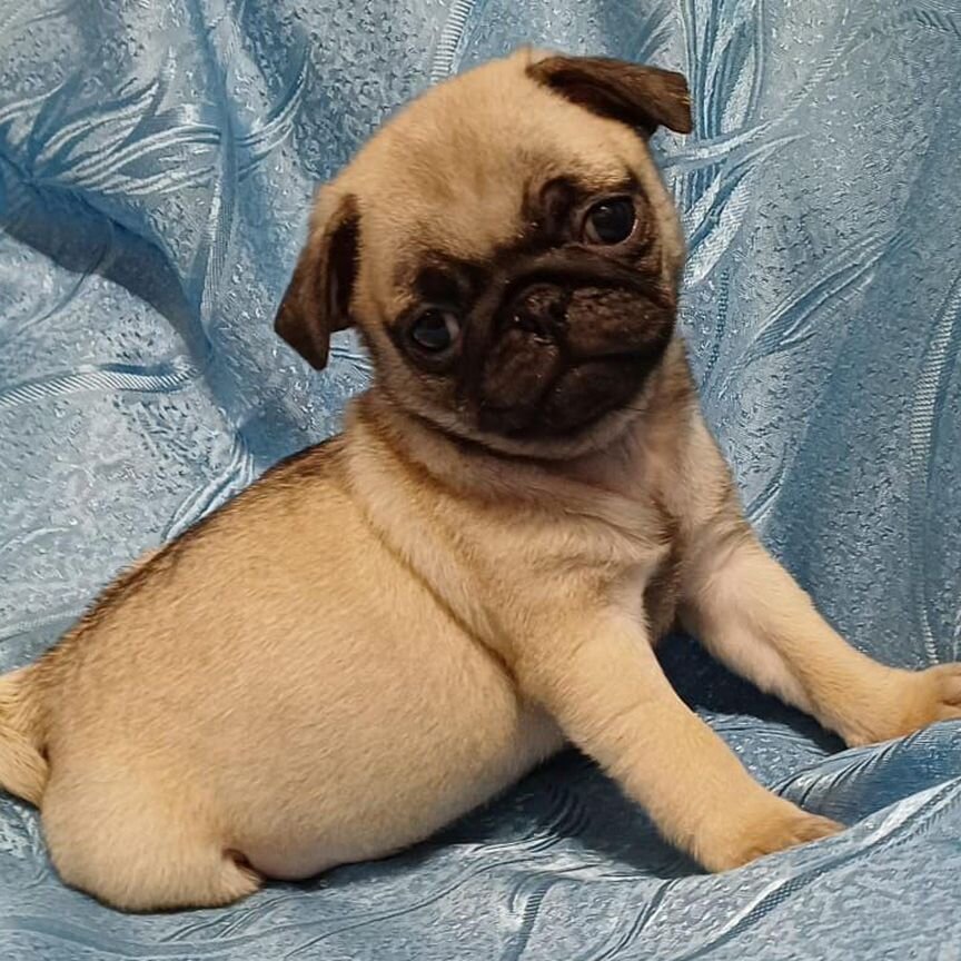 Мопс, щенок