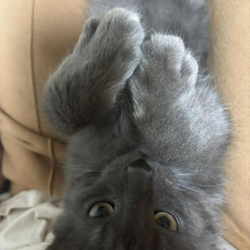 Котёнок по имени Баюн
