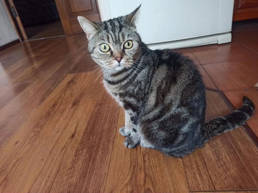 Скоттиш страйт кошка