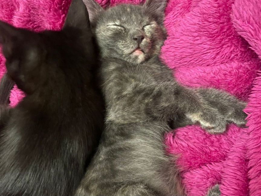 Котеечка в добрые ручки