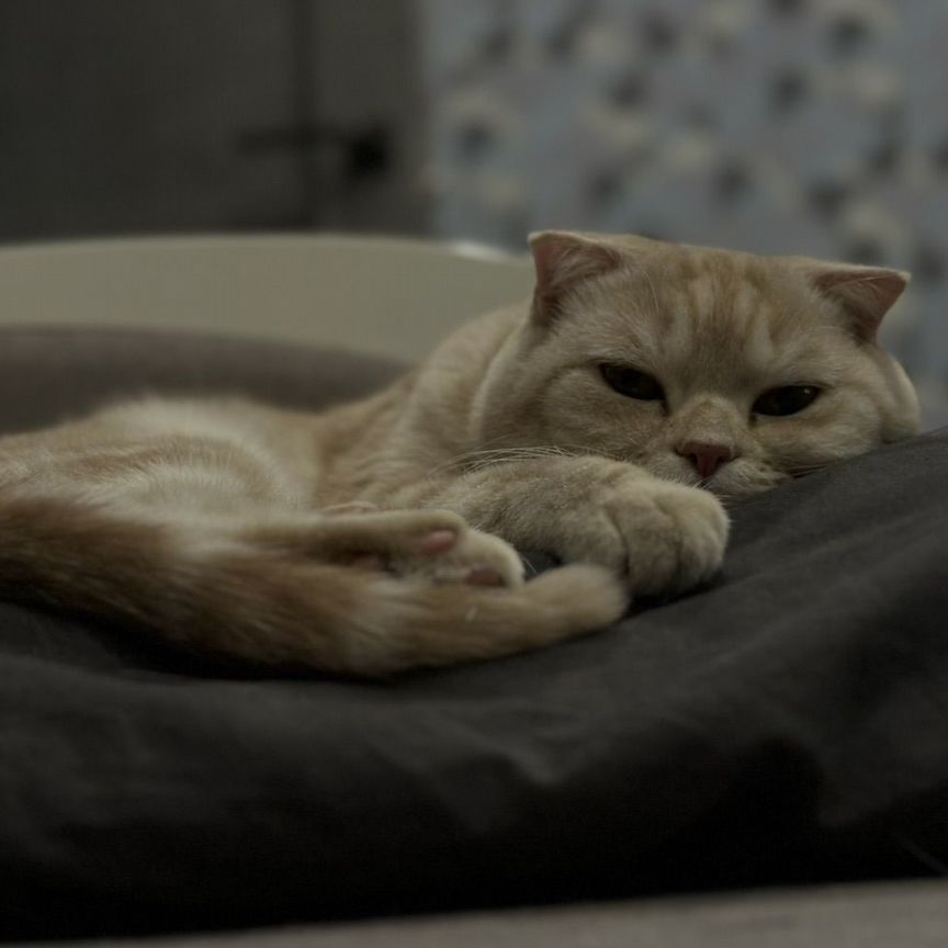 Отдам кота в добрые руки бесплатно 2 года