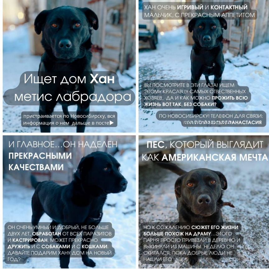 Метис лабрадора бесплатно