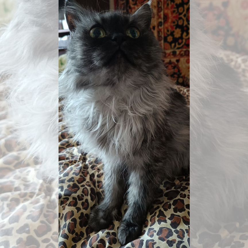Кошка в дар