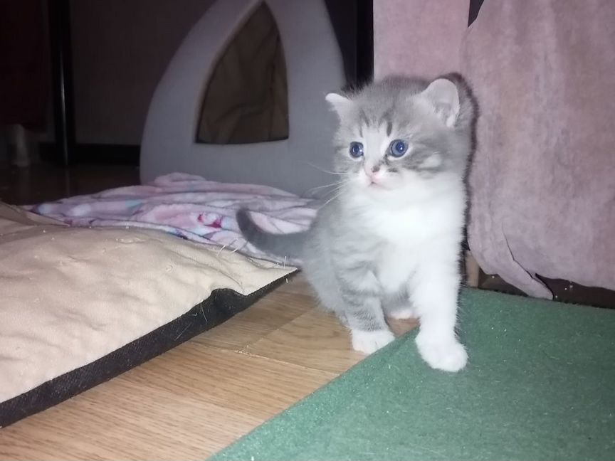 Красавец Кот Мужчина