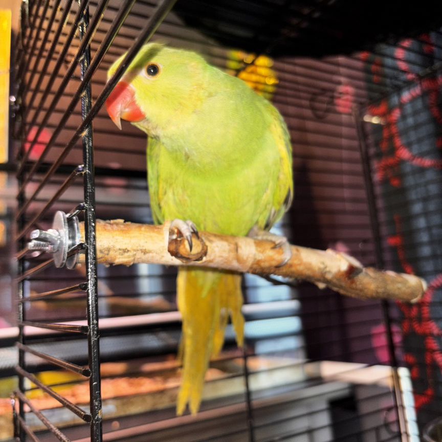 Ожереловый попугай