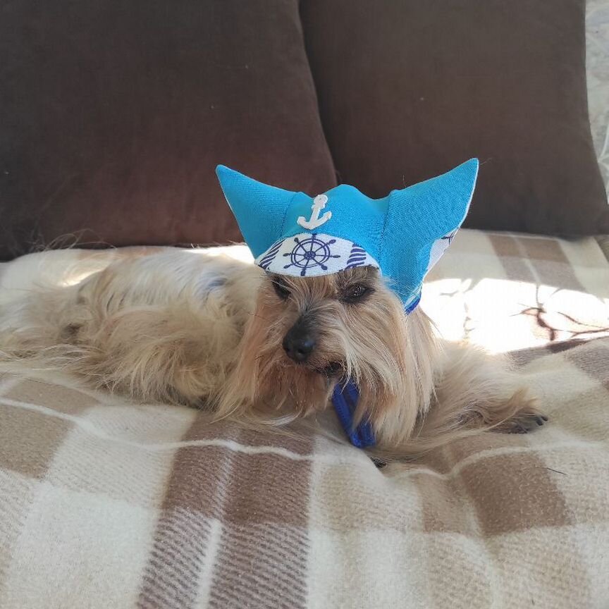 Шапочка с ушками для маленькой собаки