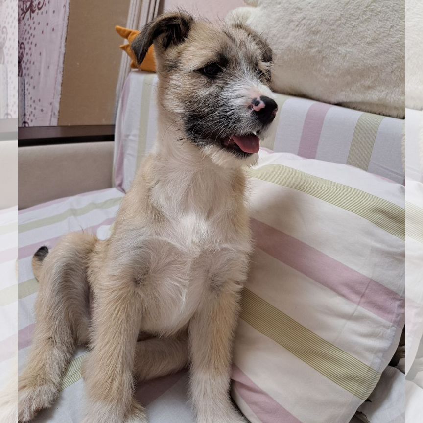 Щенок 2 месяца