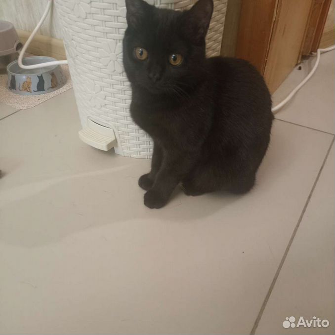 Кошки шотландцы