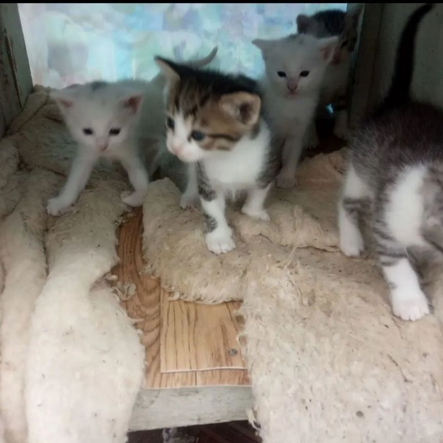 Котята в добрые руки