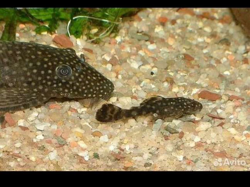 Два сомика, большой и маленький