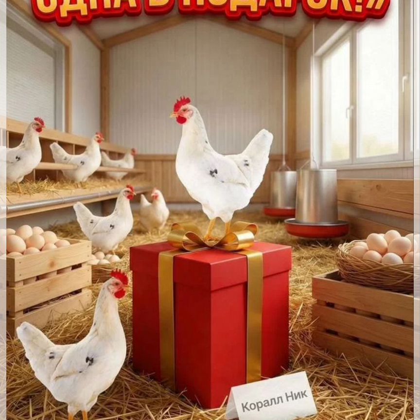 Куры несушки Коралл Ник несутся